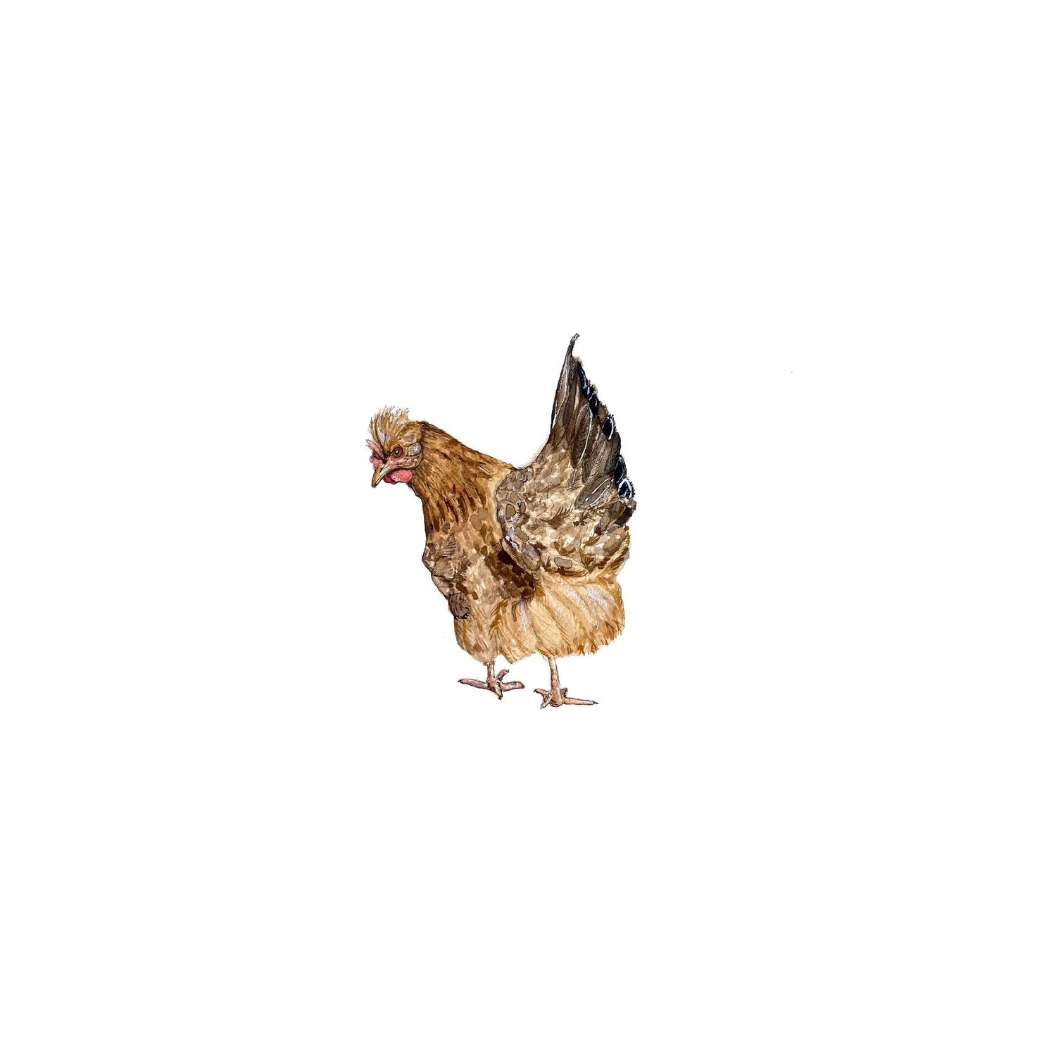 Isa Brown print – The Farmers Pantry